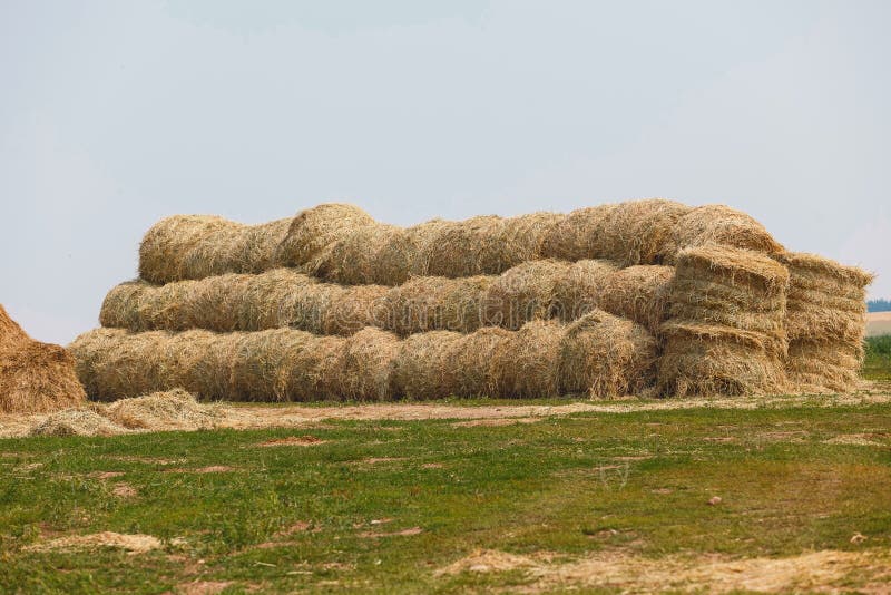 Haystack hay straw stock photo. Image of close, cultures - 107250808