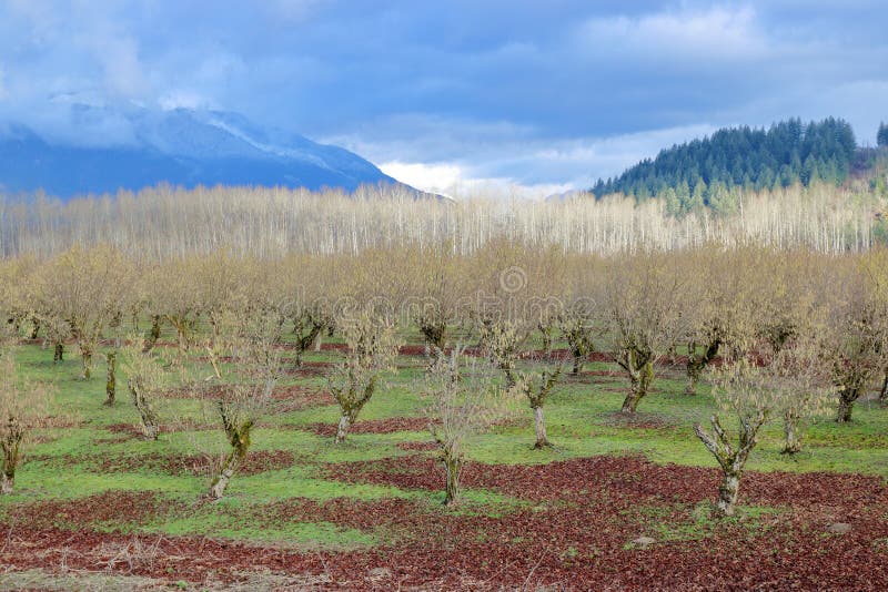 Landscape Hazelnut Tree Farm in Winter Stock Image - Image of farm ...
