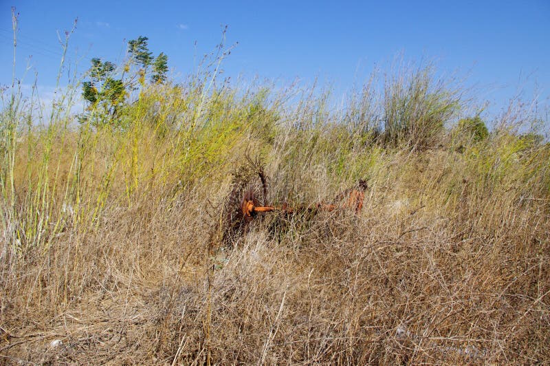 Landscape high grass stock image. Image of clouds, meadow - 147515179