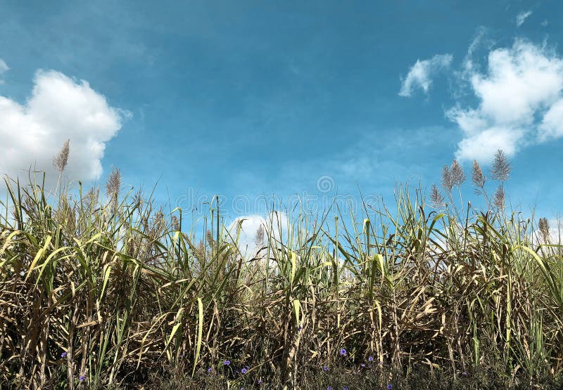 Landscape High Grass on Sky Stock Photo - Image of park, natural: 168285496