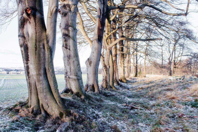 Landscape in high key stock photo. Image of distance - 52834196