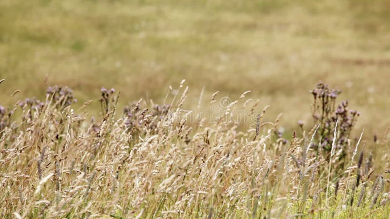 Grass Waving in the Wind in a Hurricane at Sunset Rays Under the Bridge ...