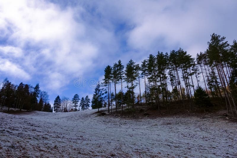Landscape with High Pine Trees Little Bit of Snow and Blue Sky Stock ...
