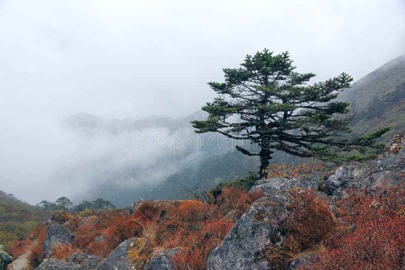 A Landscape in the Himalayan Mountains. Tree and Vegetation in the ...