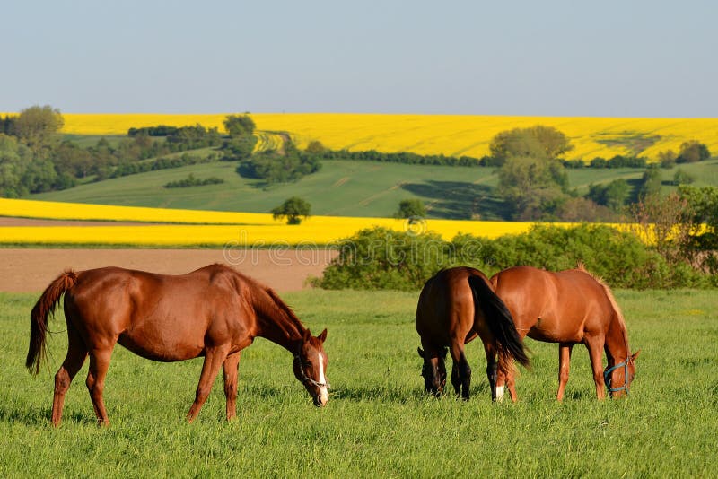 Landscape with horses stock image. Image of cute, outdoors - 19454861