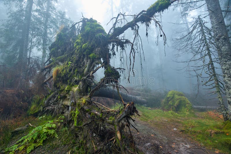 Big Uprooted Tree in the Forest Stock Photo - Image of mystical, haze ...