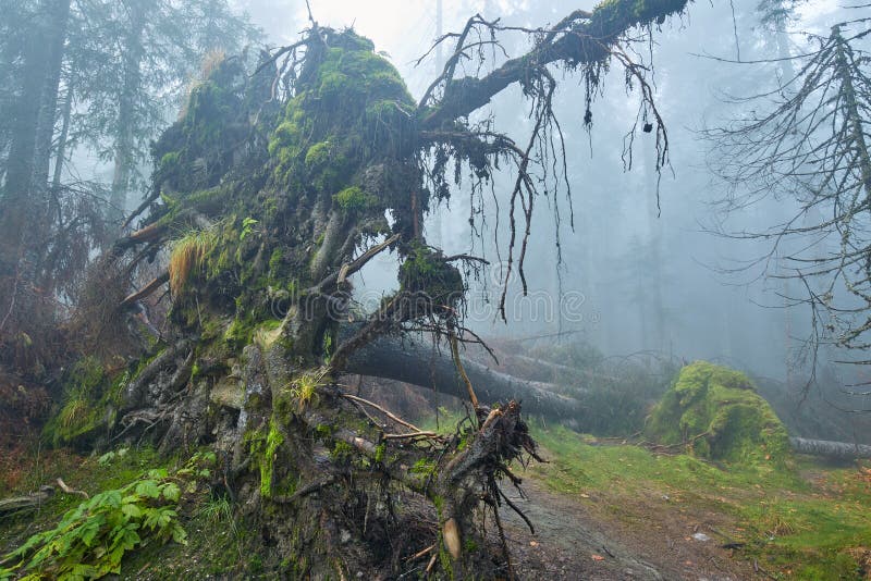 Big Uprooted Tree in the Forest Stock Image - Image of fall, mist ...