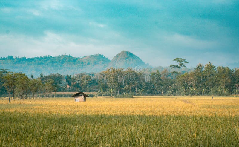 Landscape of Hut and Field stock image. Image of nature - 223975805