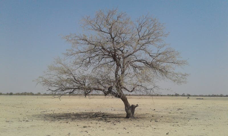 Omusati Trees Stock Photos - Free & Royalty-Free Stock Photos from ...