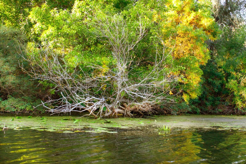 Landscape Image of a Large River Shore Vegetation Stock Photo - Image ...