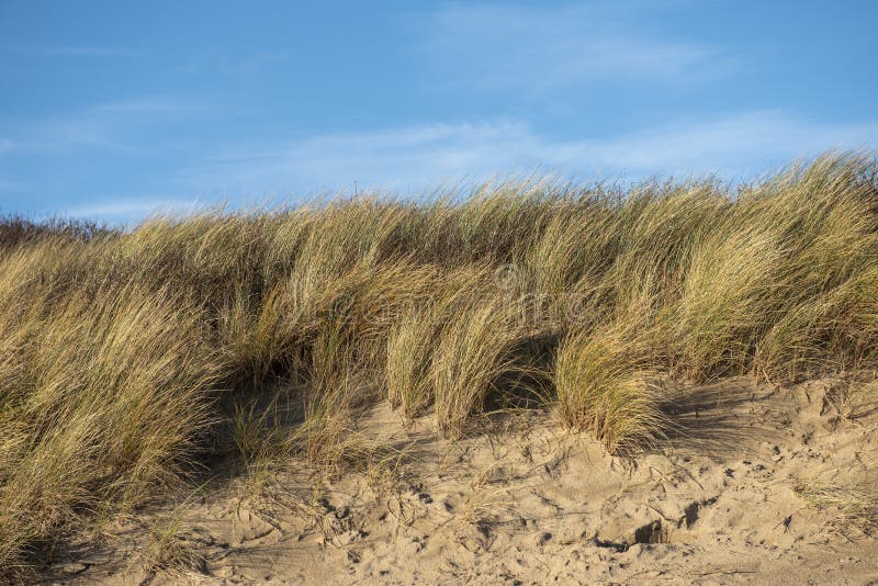 Landscape Image of Long Green Grass in Sand Dunes on Beach with Blue ...