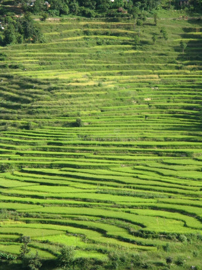 Landscape Image of Lush Green Fields of Terrace Farming Stock Photo ...