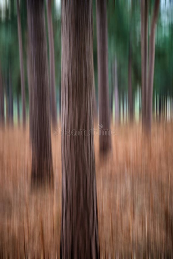 Landscape Image Pine Forest Blur Artistic Effect Stock Photo - Image of ...