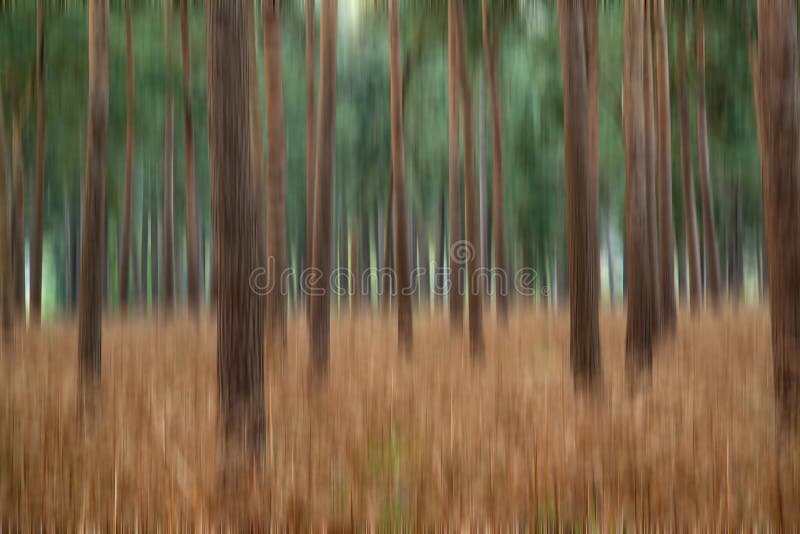 Landscape Image Pine Forest Blur Artistic Effect Stock Image - Image of ...