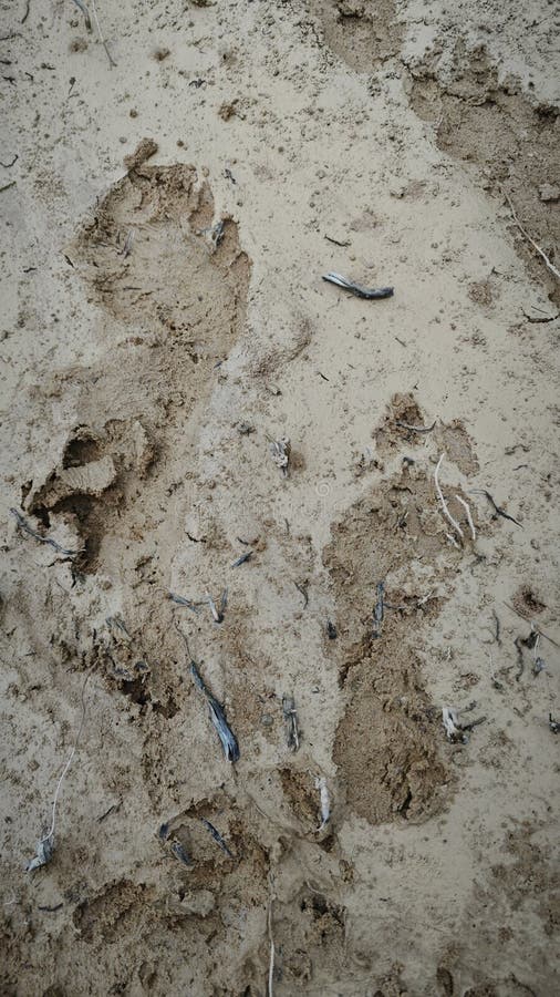 Human Footprint on the Dried Muddy Ground. Stock Image - Image of ...
