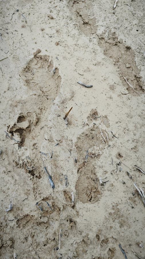 Human Footprint on the Dried Muddy Ground. Stock Image - Image of print ...