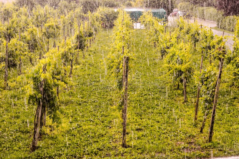 Landscape Image of Vineyards in the Rain Stock Photo - Image of wine ...