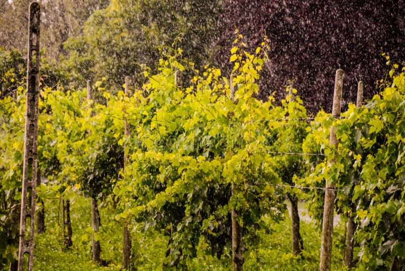 Landscape Image of Vineyards in the Rain Stock Photo - Image of winery ...