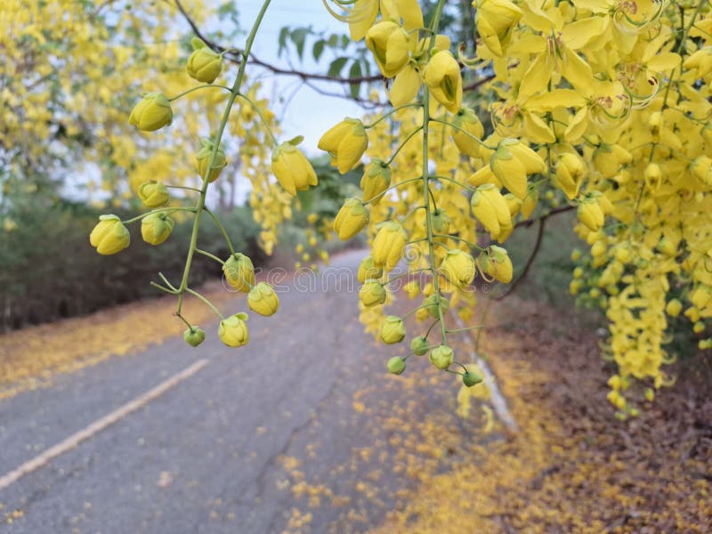 Landscape Image of Yellow Flowers, Road, Blur Stock Image - Image of ...