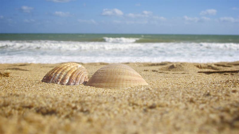 Two Sea Shells Picture. Image: 933666