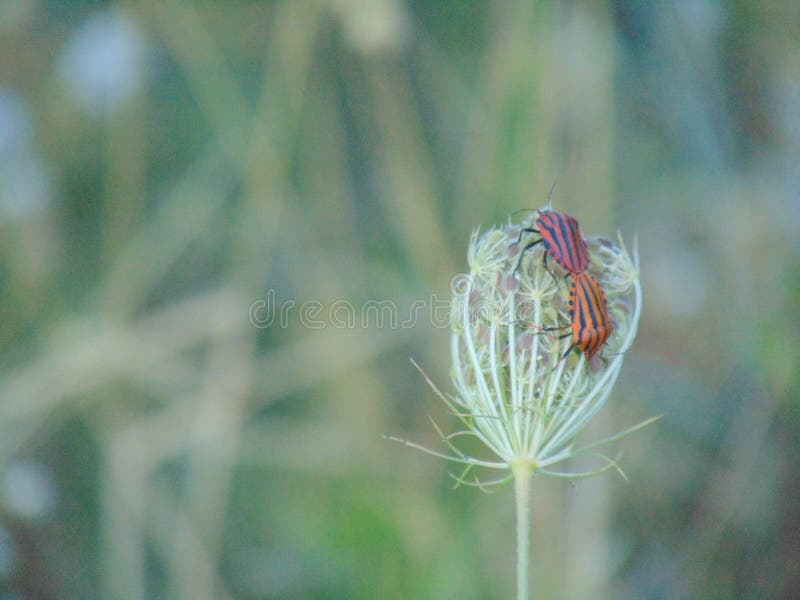 Landscape of an Insect in a Forest. Stock Photo - Image of forest ...