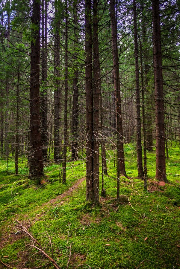 Landscape Inside of the Forest Stock Photo - Image of auitumn, romania ...