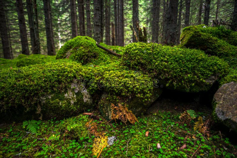 Landscape Inside of the Forest Stock Photo - Image of regia, deep ...