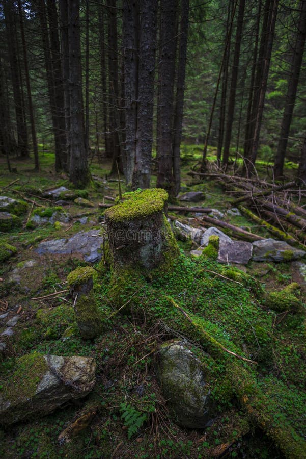 Landscape Inside of the Forest Stock Photo - Image of light, forest ...
