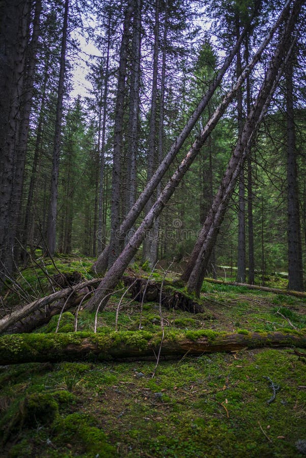 Landscape Inside of the Forest Stock Image - Image of event, inside ...