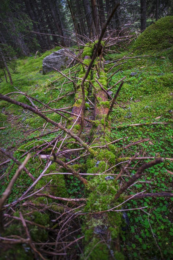Landscape Inside of the Forest Stock Photo - Image of auitumn, forest ...