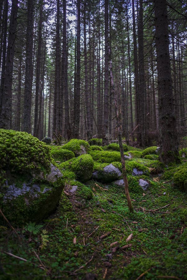 Landscape Inside of the Forest Stock Photo - Image of landscape, dacic ...