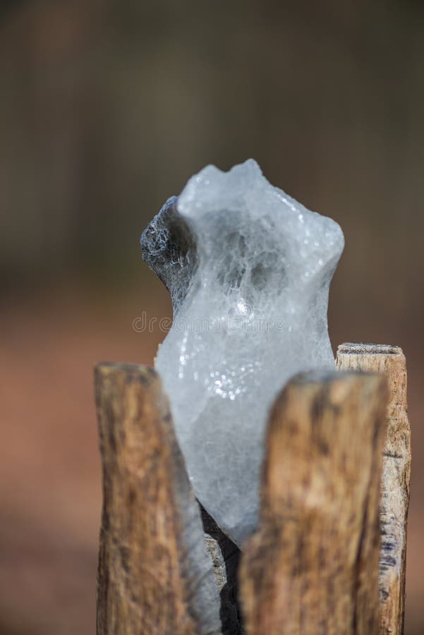Landscape Inside of the Forest with Salt for Deer Stock Photo - Image ...