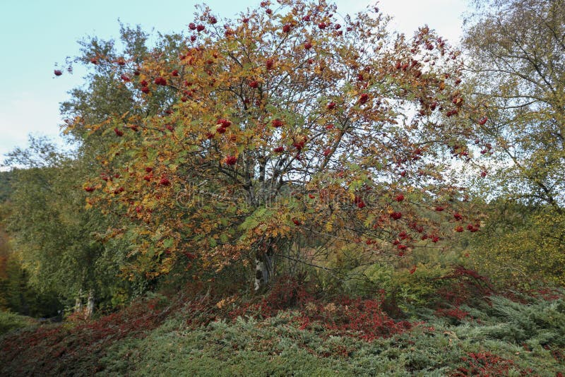 Rowan tree in autumn stock photo. Image of nature, hill - 197718278