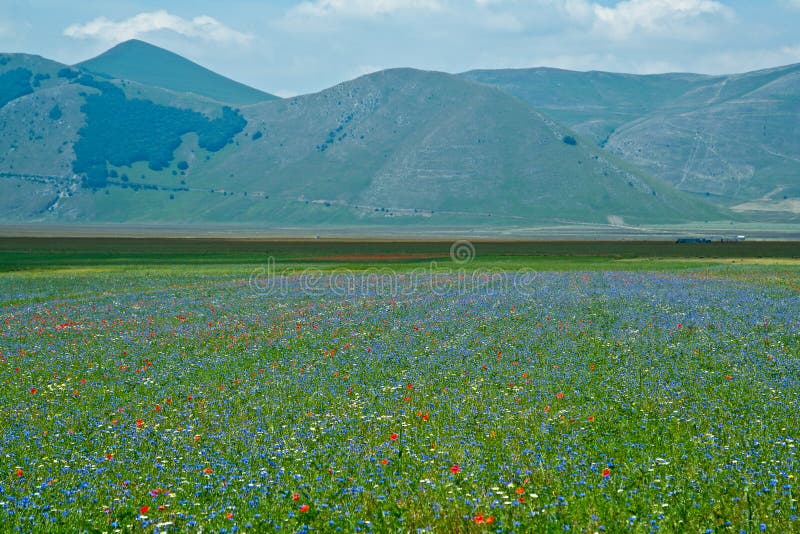 Landscape in Italy stock photo. Image of perugia, flower - 34899330