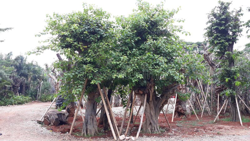 Landscape Jakarta stock photo. Image of tropical, tree - 133873612