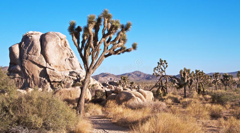 Landscape of Joshua Trees and Rocks Stock Photo - Image of vacation ...