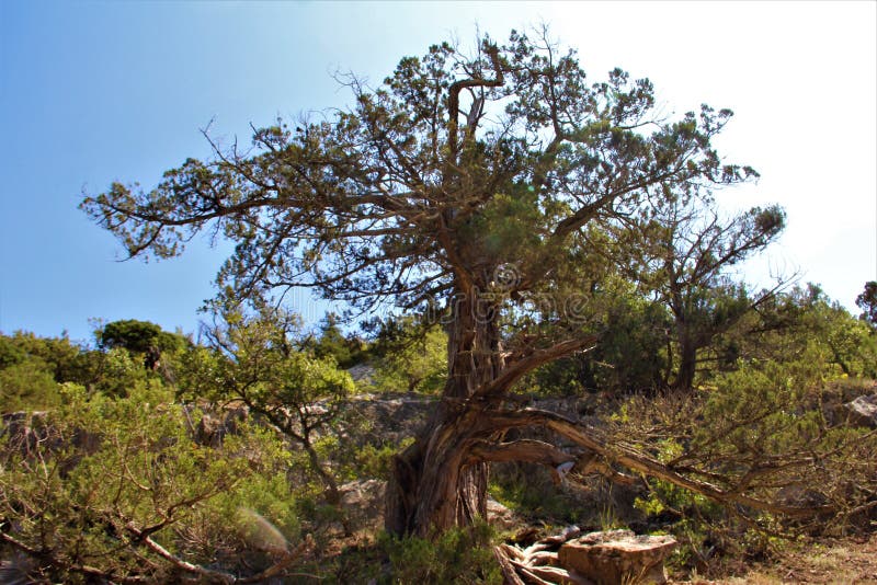 Landscape of Juniper on the Mountain Stock Image - Image of juniper ...
