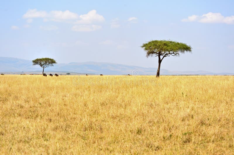 Landscape in Kenya stock photo. Image of morning, beauty - 28658286