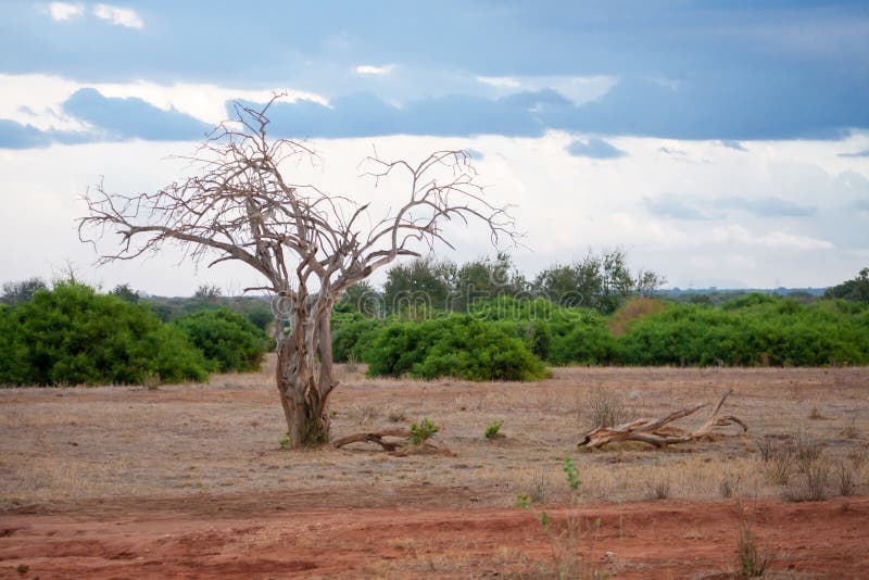 Red Soil Road, Trees by the Way, Kenyan Scenery Stock Photo - Image of ...