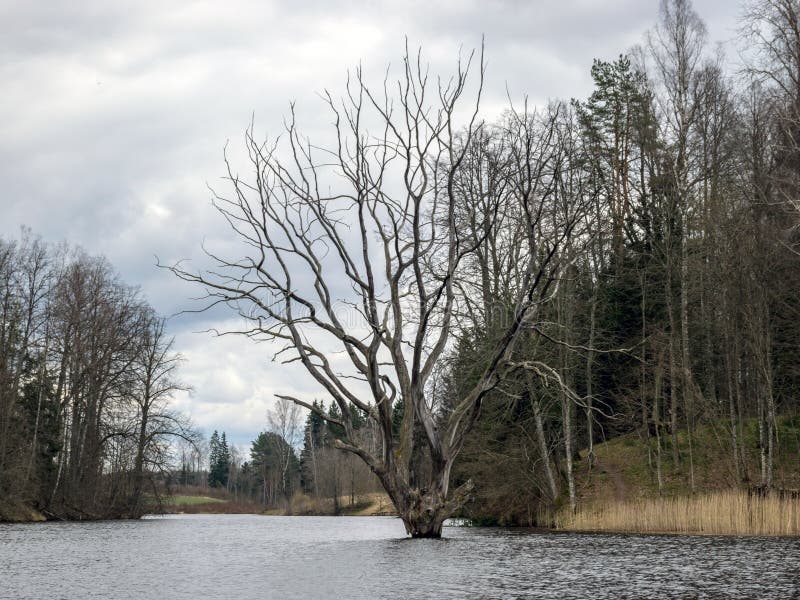 Landscape by the Lake, Large Withered Tree Silhouette in the Water ...