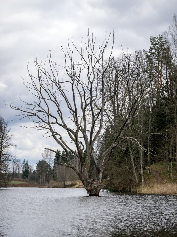 Landscape by the Lake, Large Withered Tree Silhouette in the Water ...