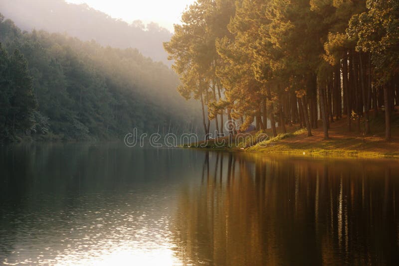 Landscape of Lake - Reflection of Tree in a Lake Stock Image - Image of ...