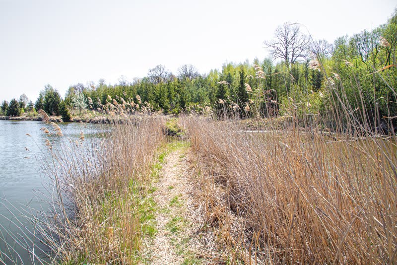 Landscape. Lake and Swamp on the Background of Beautiful Trees Stock ...