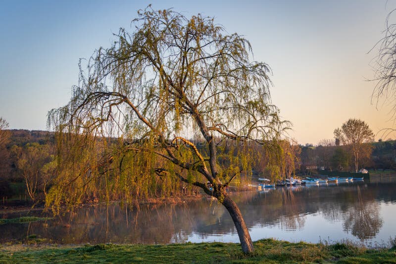 Landscape with Lake and Tree at Nature Sunrise Stock Photo - Image of ...