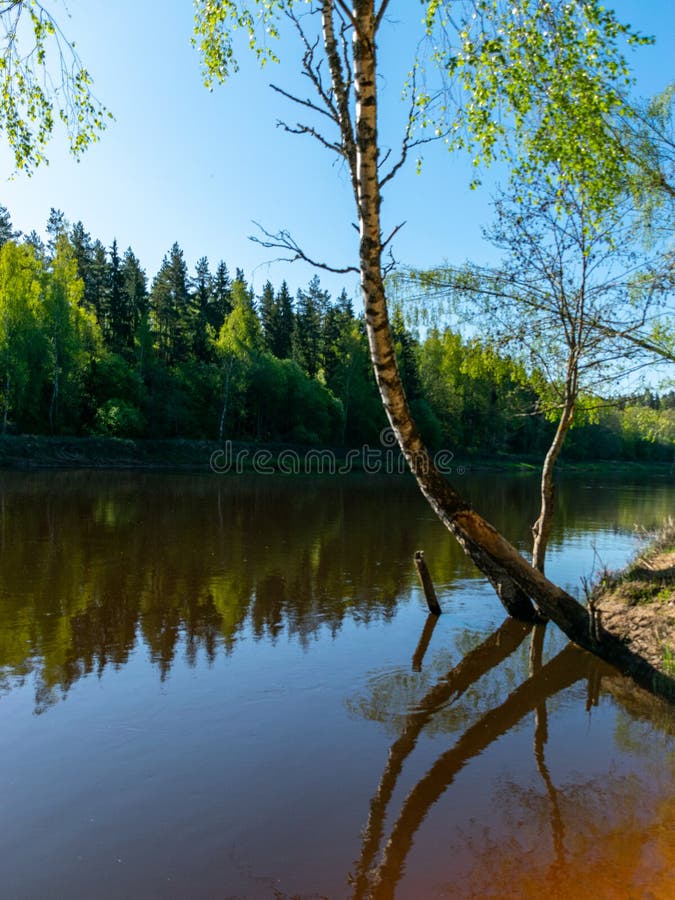 Lake and Trees in the Background Stock Image - Image of tree, colorful ...