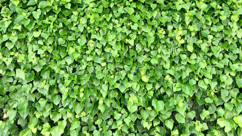 Landscape and Landscaping with Ivy Species Stock Image - Image of ...