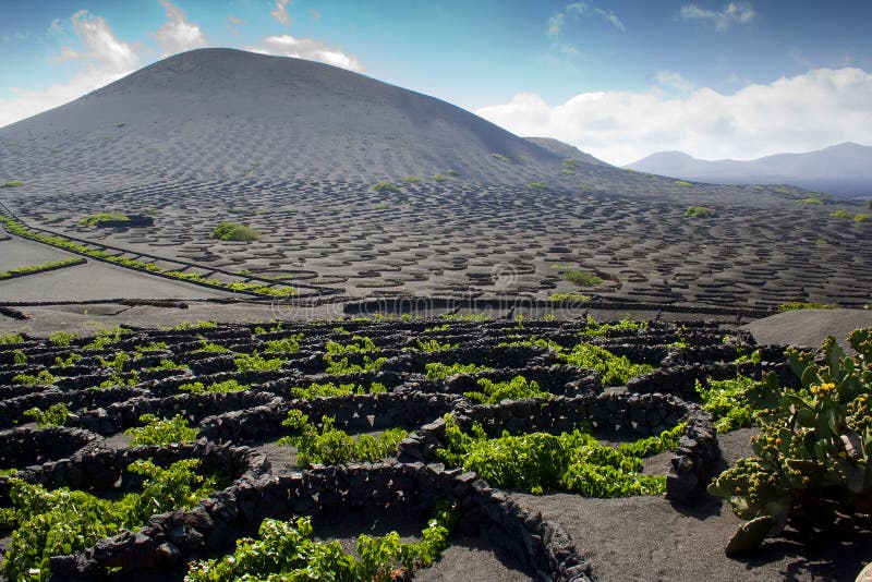 Vineyard In Lanzarote.Landscape Of Lanzarote Stock Image - Image: 34717005