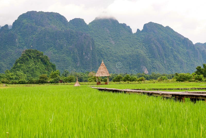 Landscape of Laos Vang Vieng Rice Field Stock Image - Image of field ...