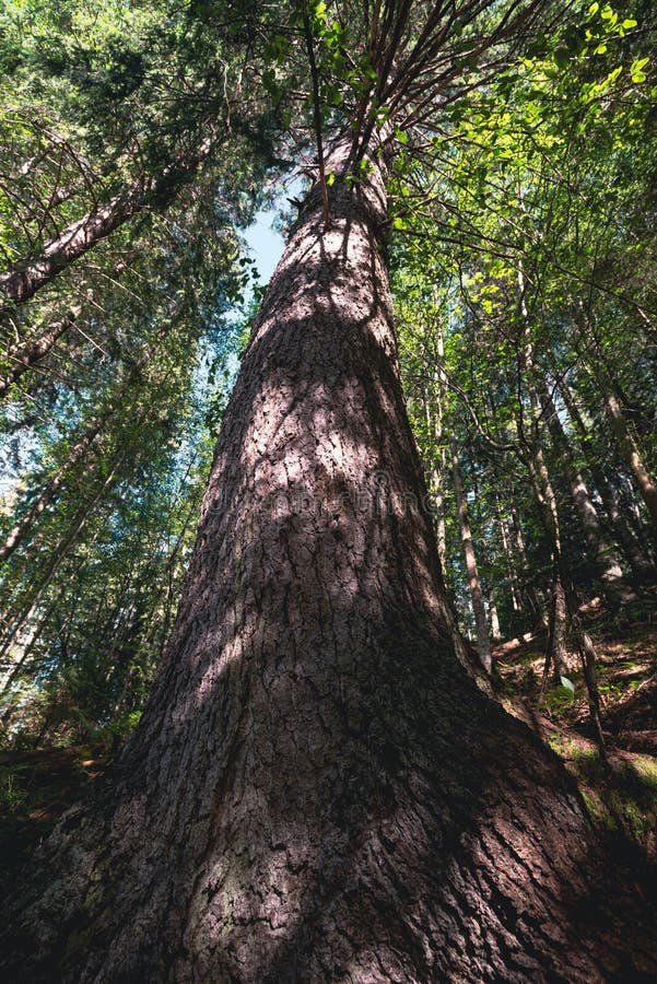 Main Stem of the Banyan Tree Stock Image - Image of banyan, natural ...