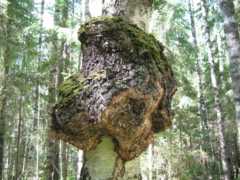 Landscape with a Large Wart on the Trunk of Abirch Tree Stock Image ...